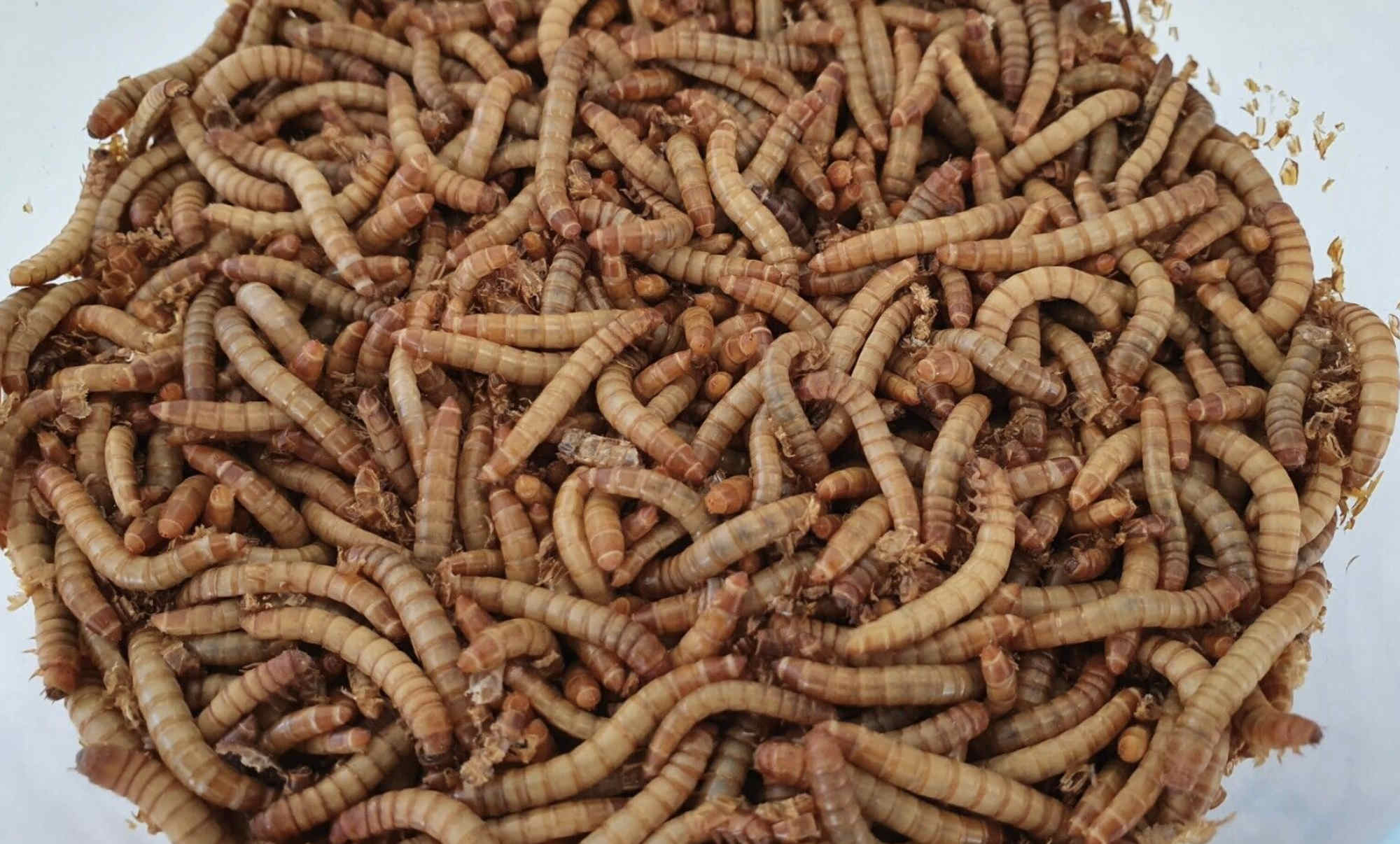 Nertus setzt auf automatisierte Insektenzucht